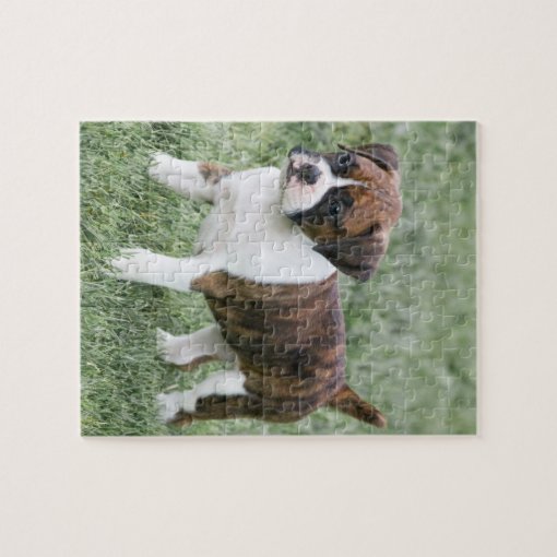 Flashy Brindle Boxer Puppy - Boxer Dog Puzzle | Zazzle