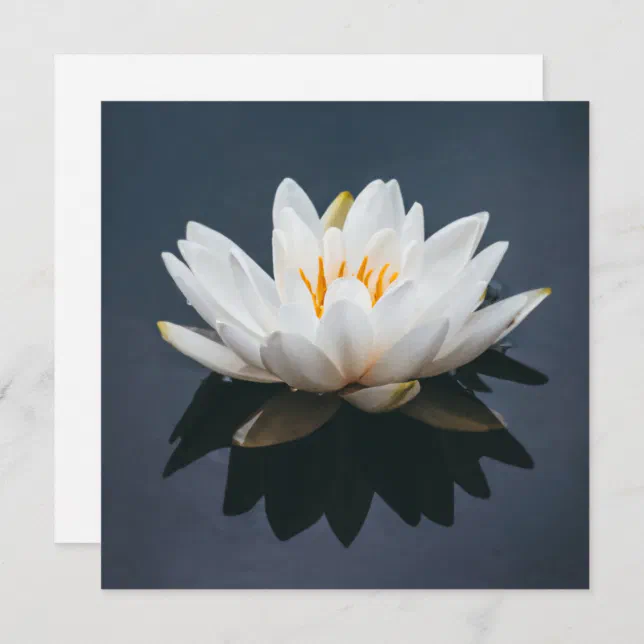 FLAT CARD : LOTUS ON WATER | Zazzle