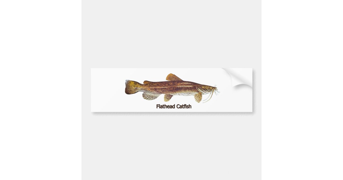 Flathead Catfish Bumper Sticker | Zazzle