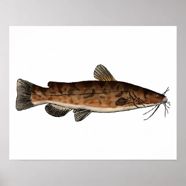 Flathead Catfish Poster | Zazzle
