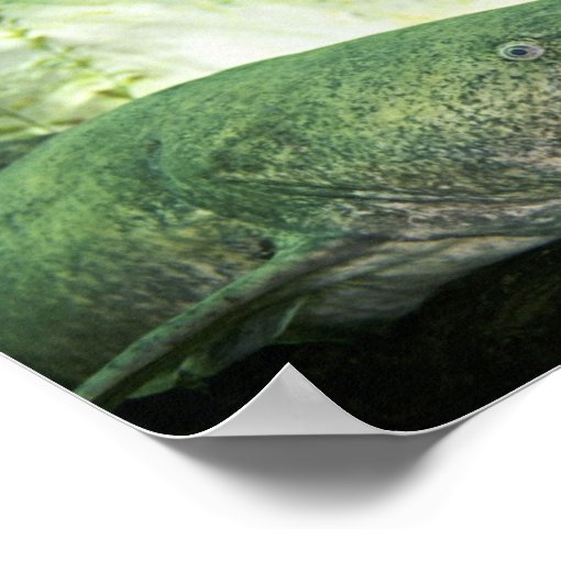 Flathead CatFish Poster | Zazzle