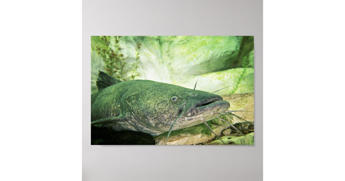 Flathead CatFish Poster | Zazzle
