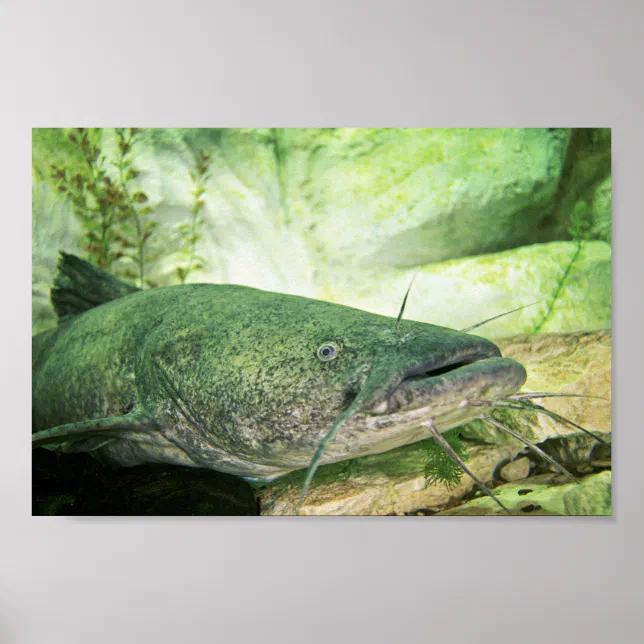 Flathead CatFish Poster | Zazzle