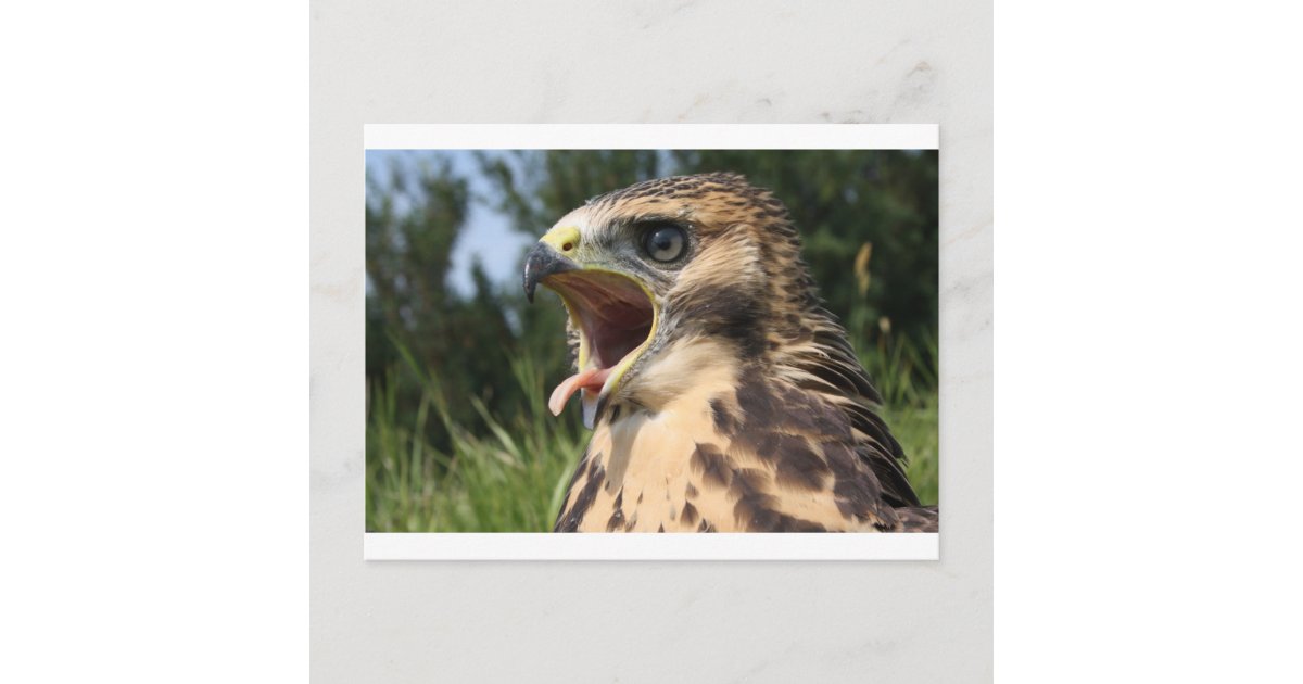 Fledgling Red Tailed Hawk Postcard | Zazzle