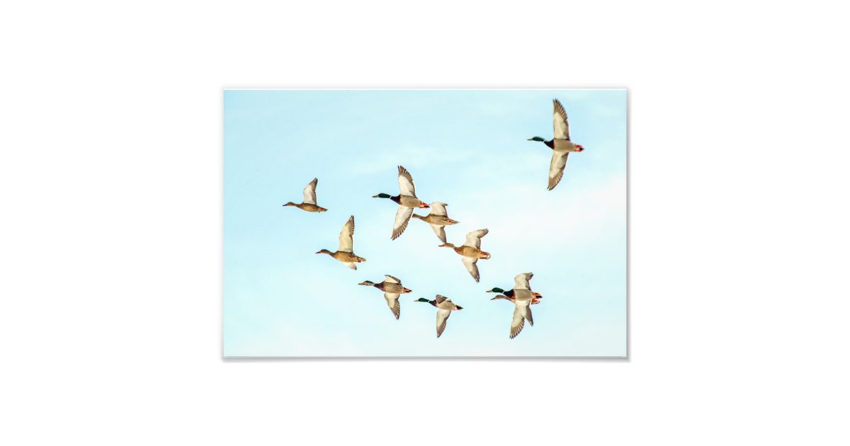 Flight of Mallards Photo Print | Zazzle
