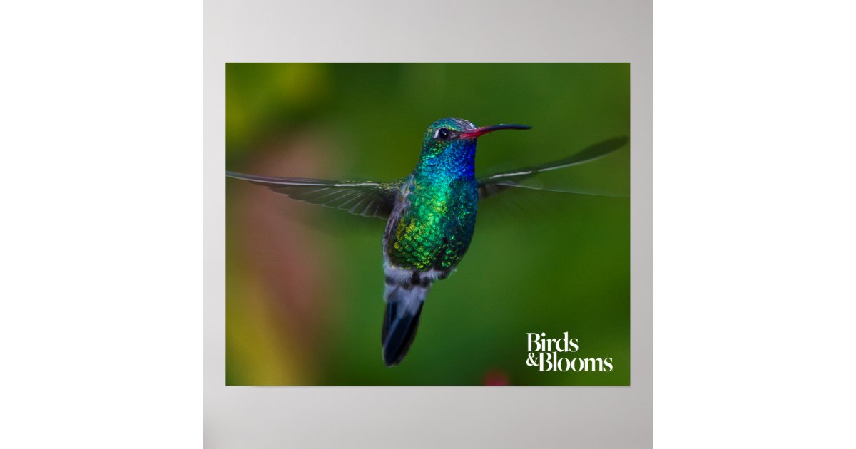 Floating Hummingbird Poster | Zazzle