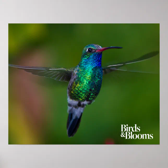 Floating Hummingbird Poster | Zazzle