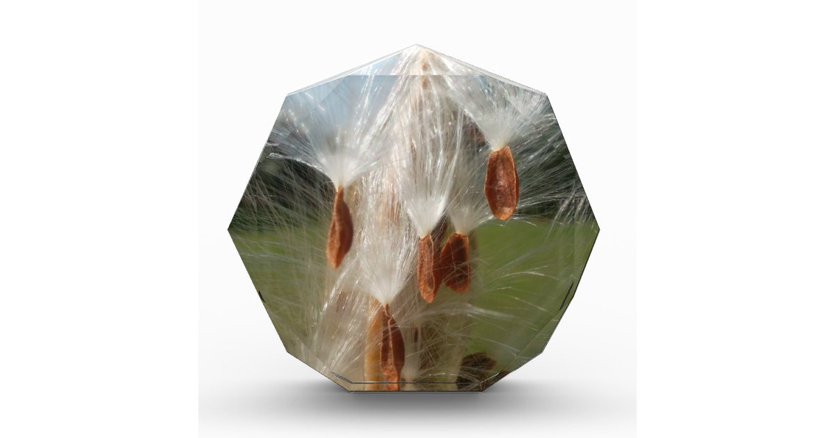Floating Milkweed Seeds Art Print/Graphic Award | Zazzle