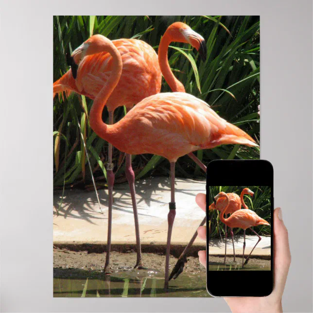 Flock of Flamingos Poster | Zazzle