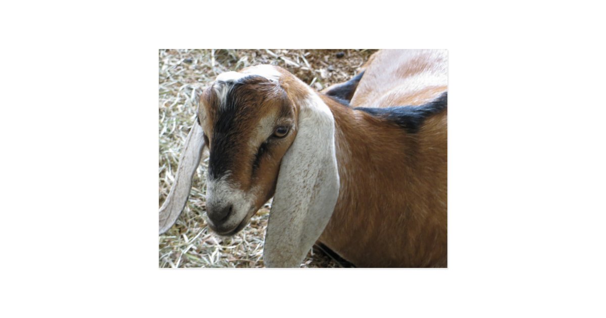 Floppy-Eared Goat Postcard | Zazzle.com