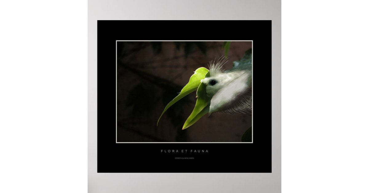 Flora and Fauna Poster | Zazzle