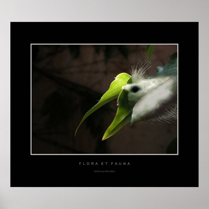 Flora and Fauna Poster | Zazzle.com