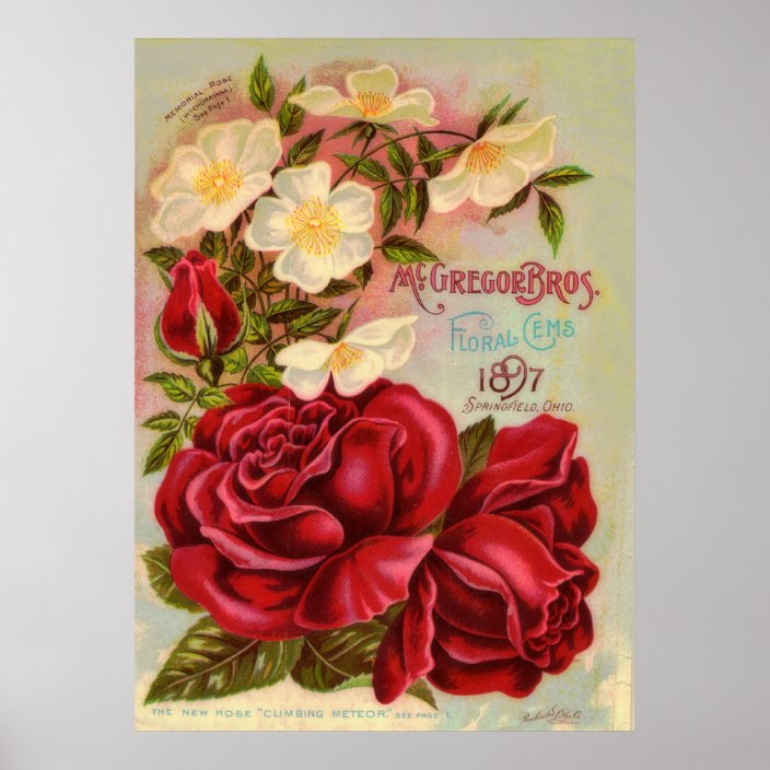 Floral Gem 1897 Roses Vintage Flower Advertisement Poster | Zazzle.com