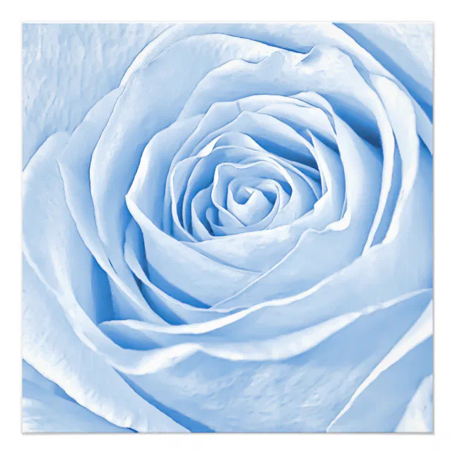 Floral Photo Dainty Light Blue Rose | Zazzle