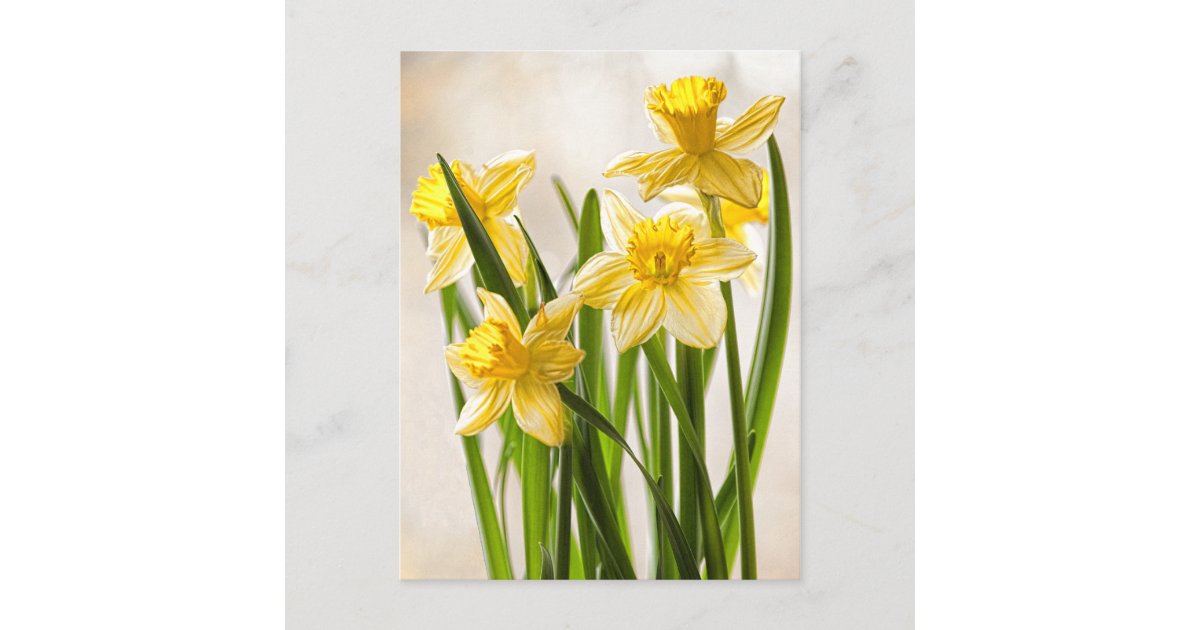 Floral Photography: Yellow Spring Daffodils Postcard | Zazzle