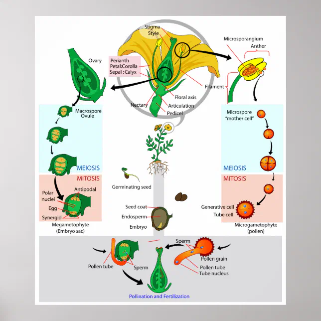 Floral Plant Angiosperm Life Cycle Diagram Poster | Zazzle