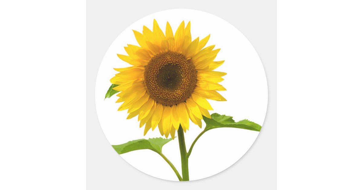 Floral Sunflower Yellow Sunflower Classic Round Sticker | Zazzle
