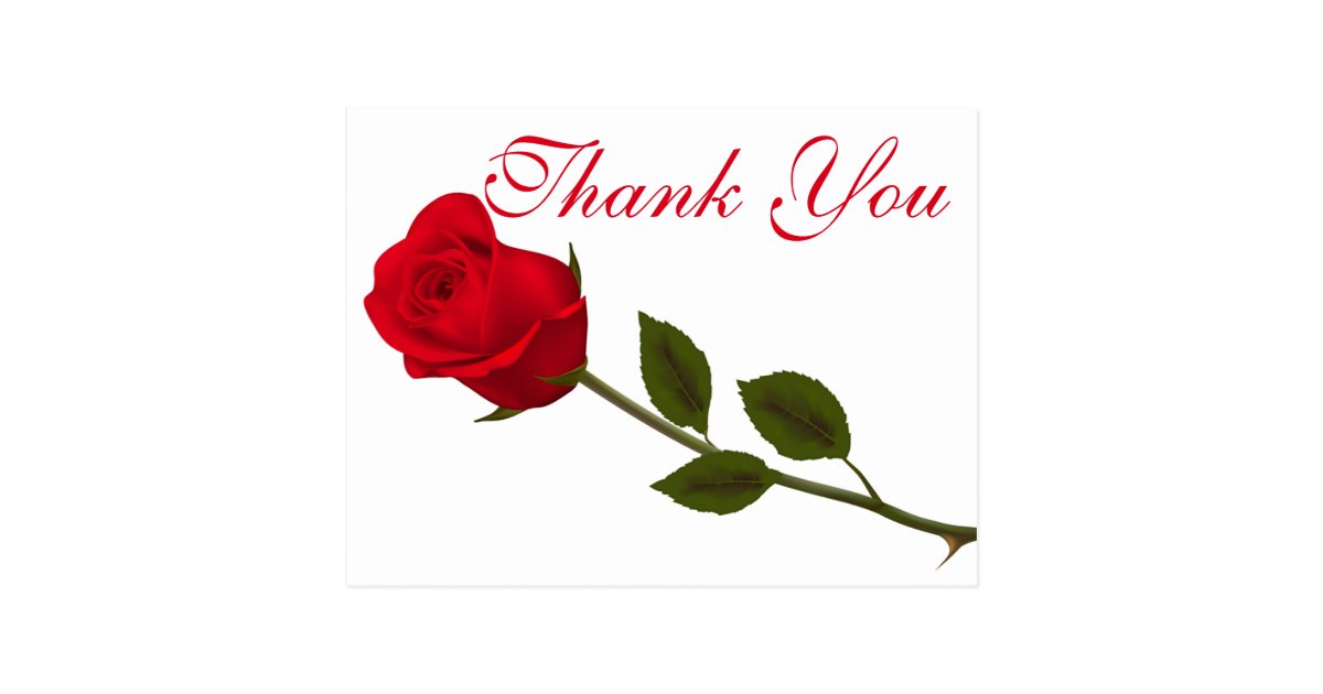 Floral Thank You Red Rose Flower Postcard | Zazzle.com