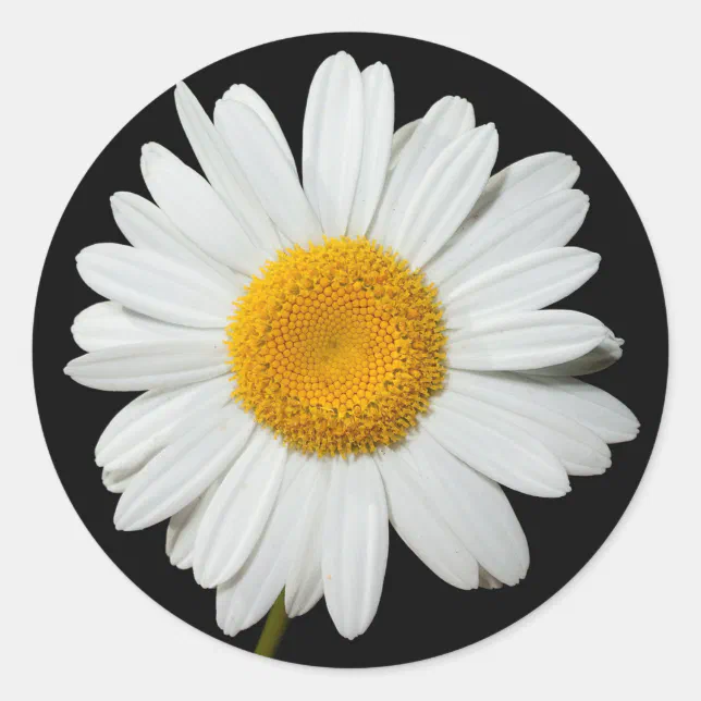 Floral White Daisy Flower Black Wedding Party Classic Round Sticker ...