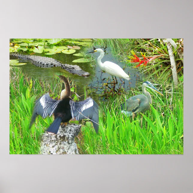 Florida Everglades National Park wildlife Poster | Zazzle