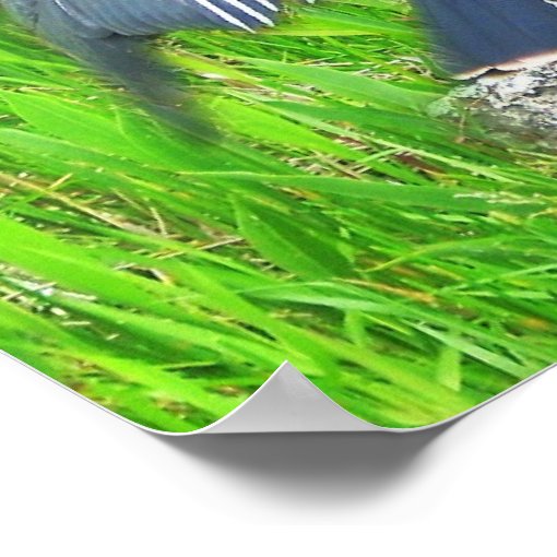 Florida Everglades National Park wildlife Poster | Zazzle