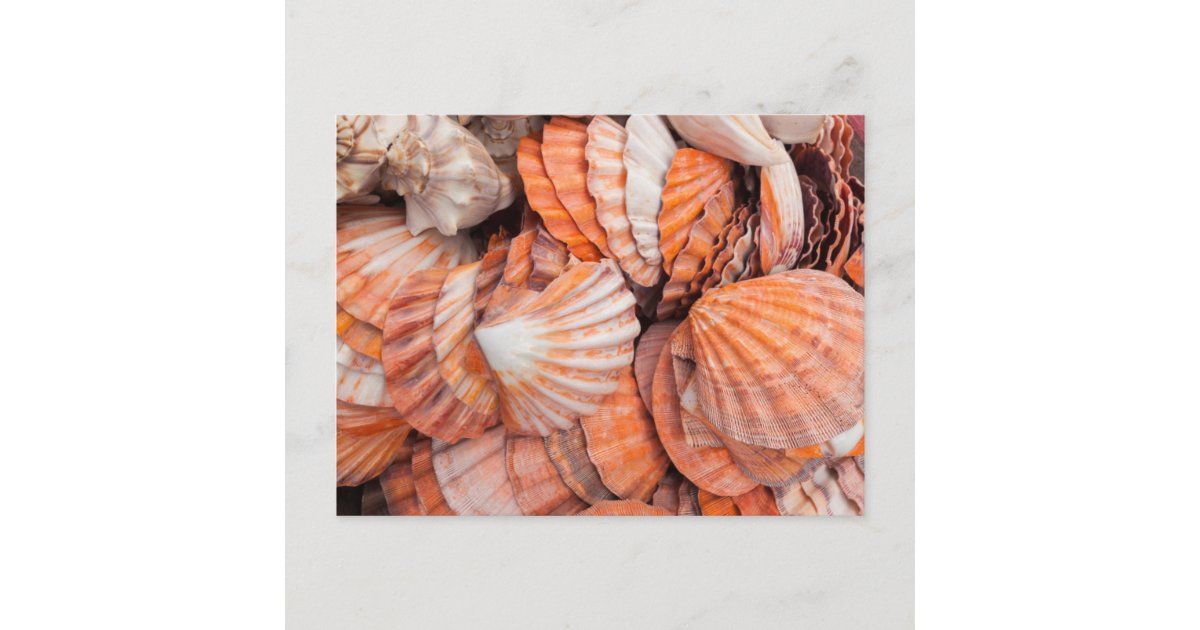 Florida Keys, Key West, seashells Postcard | Zazzle
