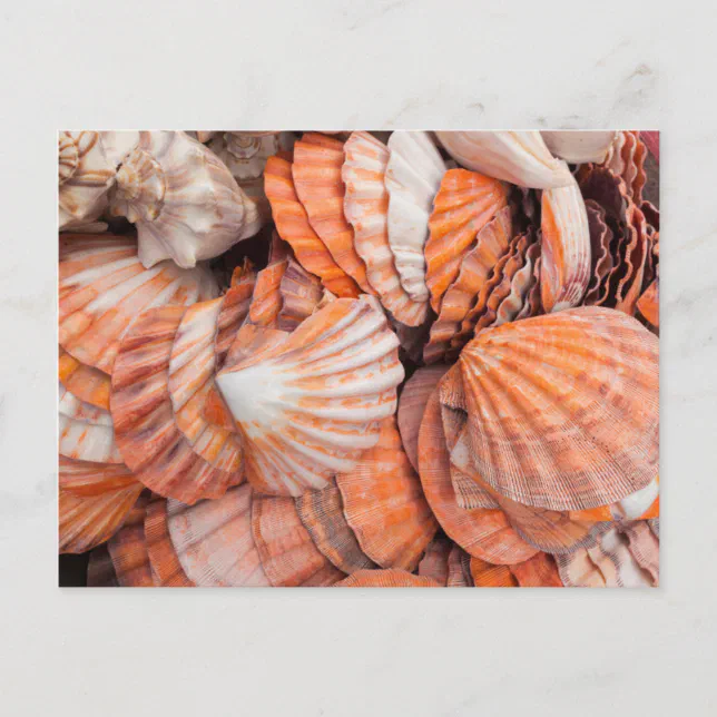 Florida Keys, Key West, seashells Postcard | Zazzle