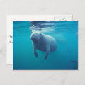 Florida Manatee Postcard | Zazzle