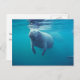 Florida Manatee Postcard | Zazzle