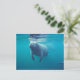 Florida Manatee Postcard | Zazzle