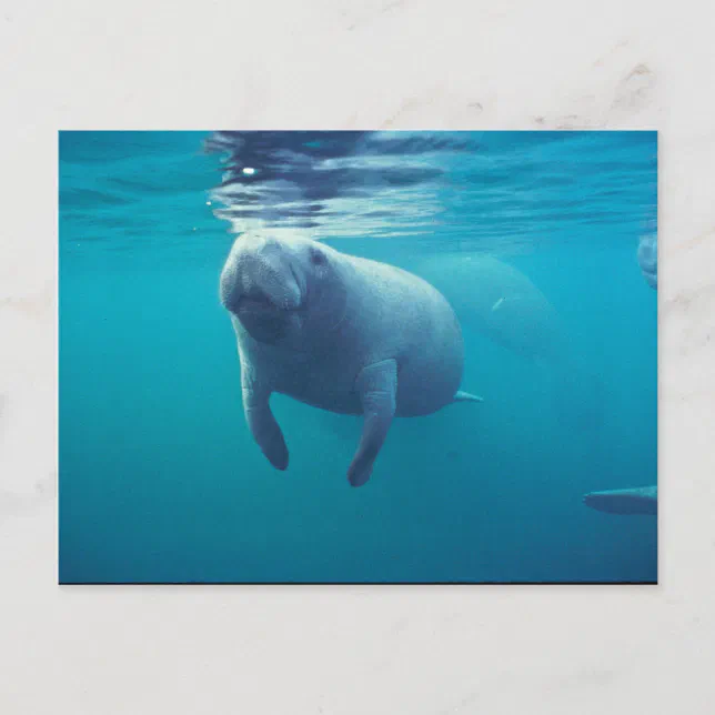 Florida Manatee Postcard | Zazzle