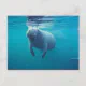 Florida Manatee Postcard | Zazzle