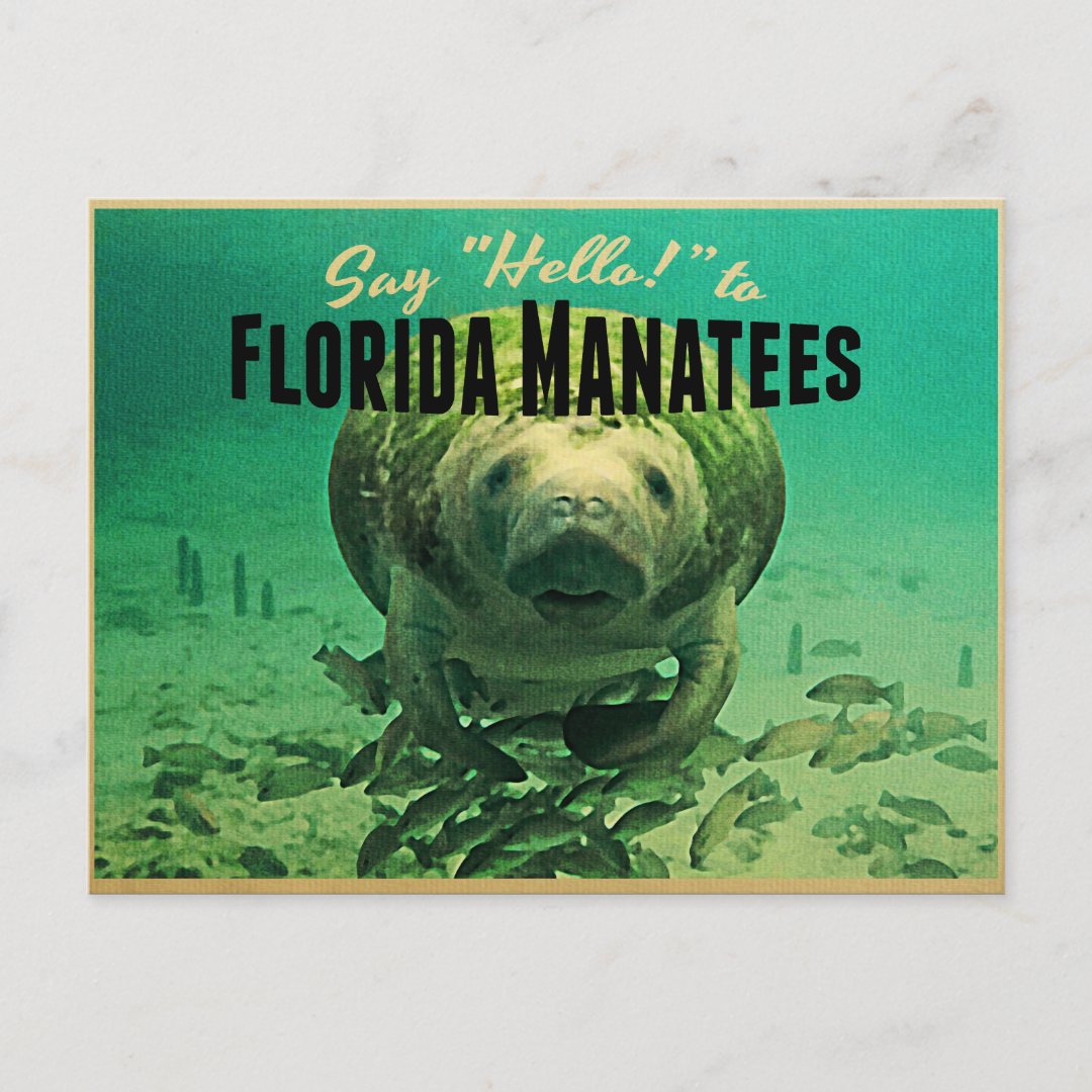 Florida Manatees Postcard | Zazzle