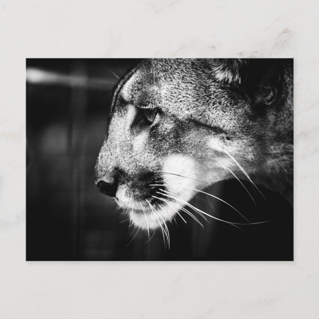 Florida Panther Postcard | Zazzle