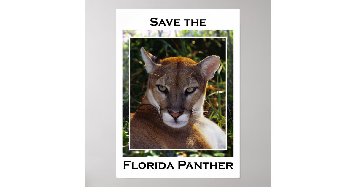 Florida Panther Poster | Zazzle