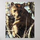 Florida Panther Poster | Zazzle.com