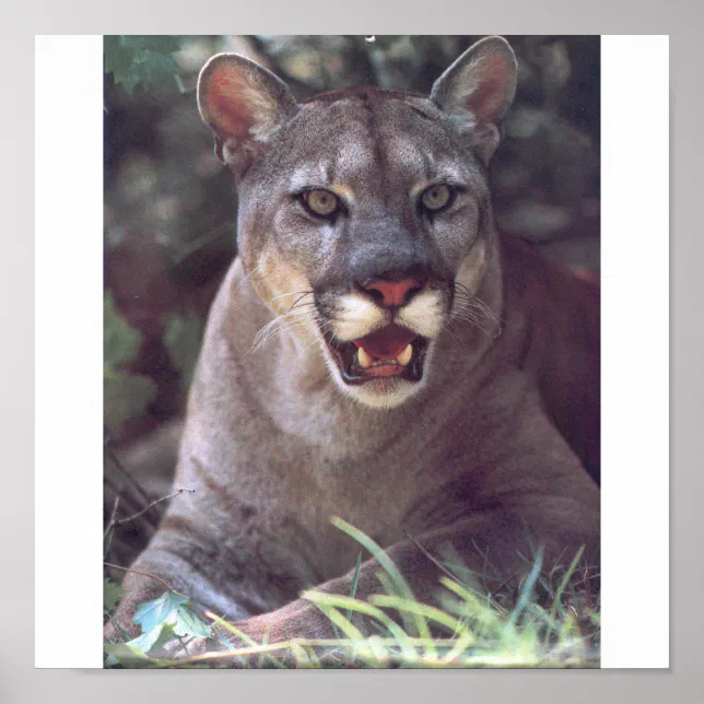 Florida Panther Poster | Zazzle