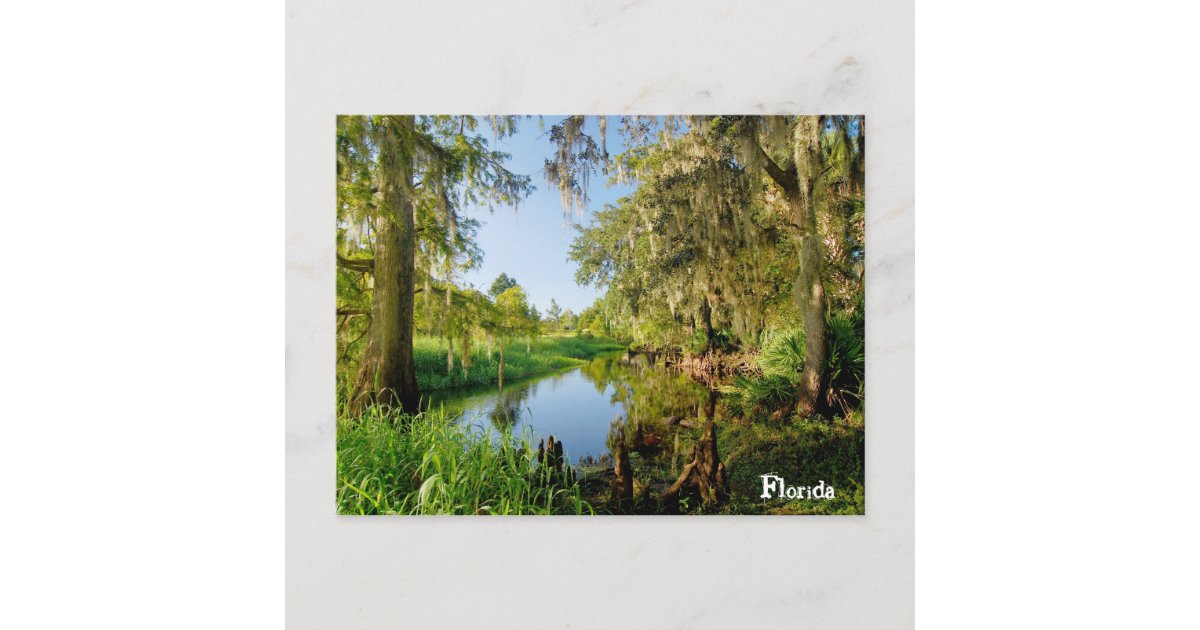 Florida Postcard | Zazzle