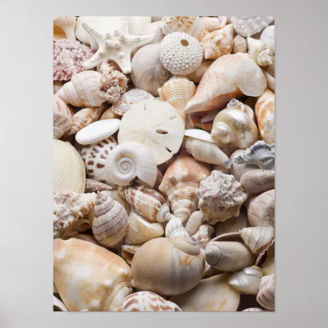 Florida Sea Shell Background - Beach Shells Custom Poster | Zazzle