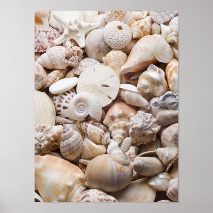 Florida Sea Shell Background - Beach Shells Custom Poster | Zazzle
