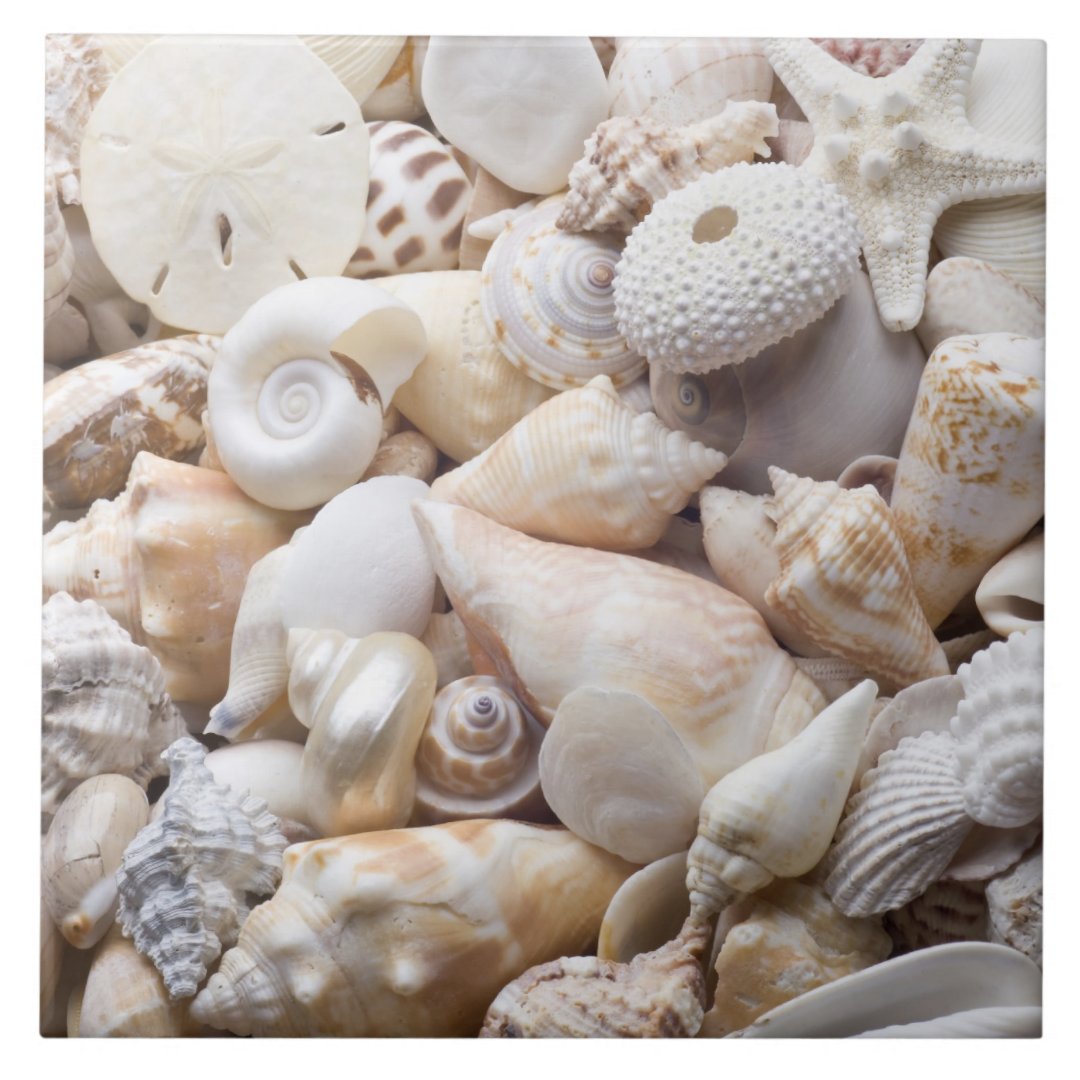 Florida Sea Shell Background - Beach Shells Custom Tile | Zazzle