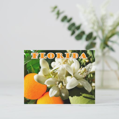Florida State Flower: The Orange Blossom Postcard | Zazzle
