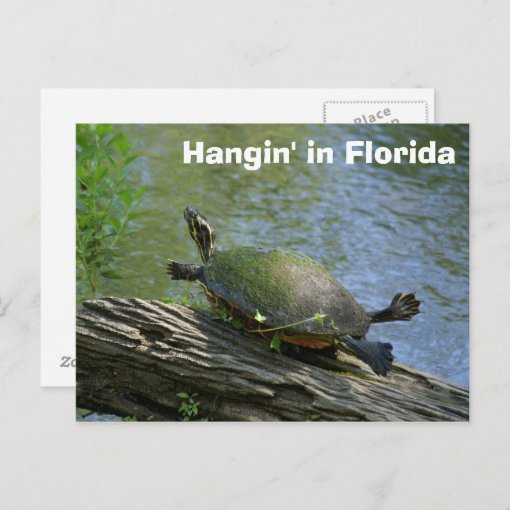 Florida Turtle postcard | Zazzle