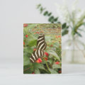 Florida Zebra Longwing Butterfly Postcard | Zazzle