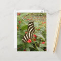 Florida Zebra Longwing Butterfly Postcard | Zazzle