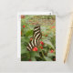 Florida Zebra Longwing Butterfly Postcard | Zazzle