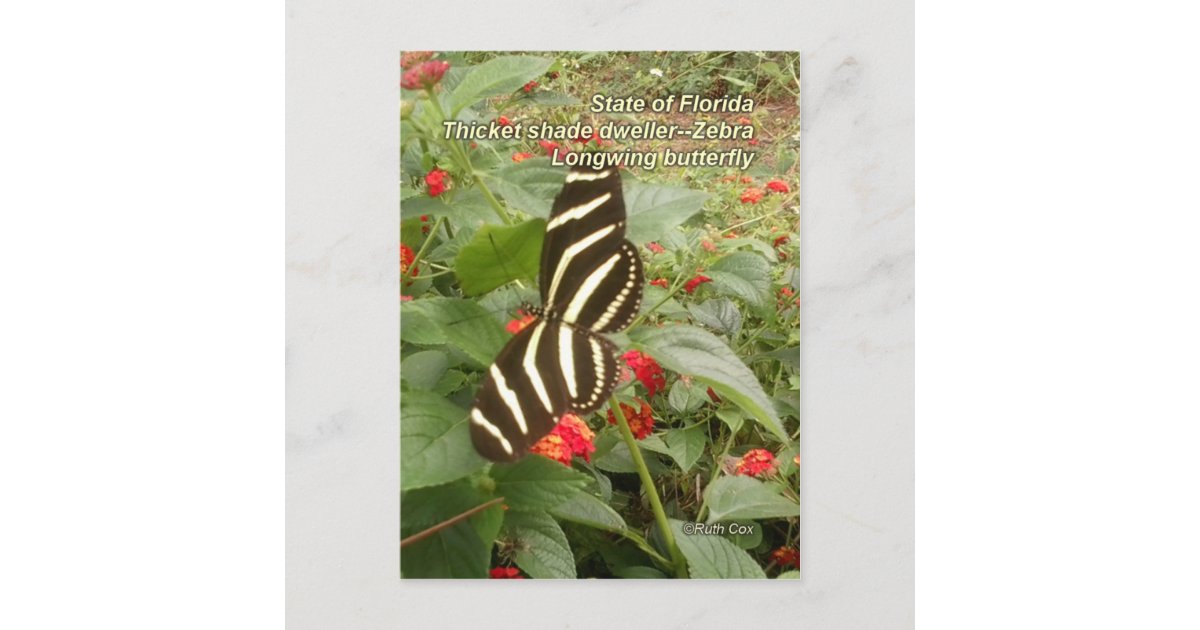 Florida Zebra Longwing Butterfly Postcard | Zazzle