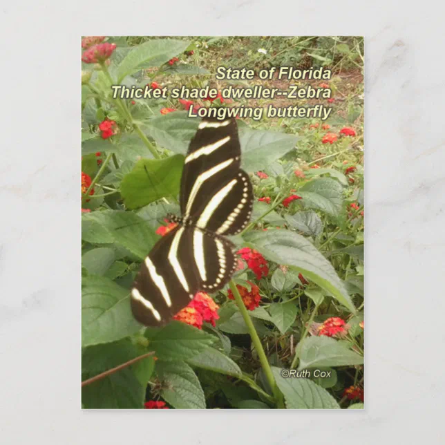 Florida Zebra Longwing Butterfly Postcard | Zazzle