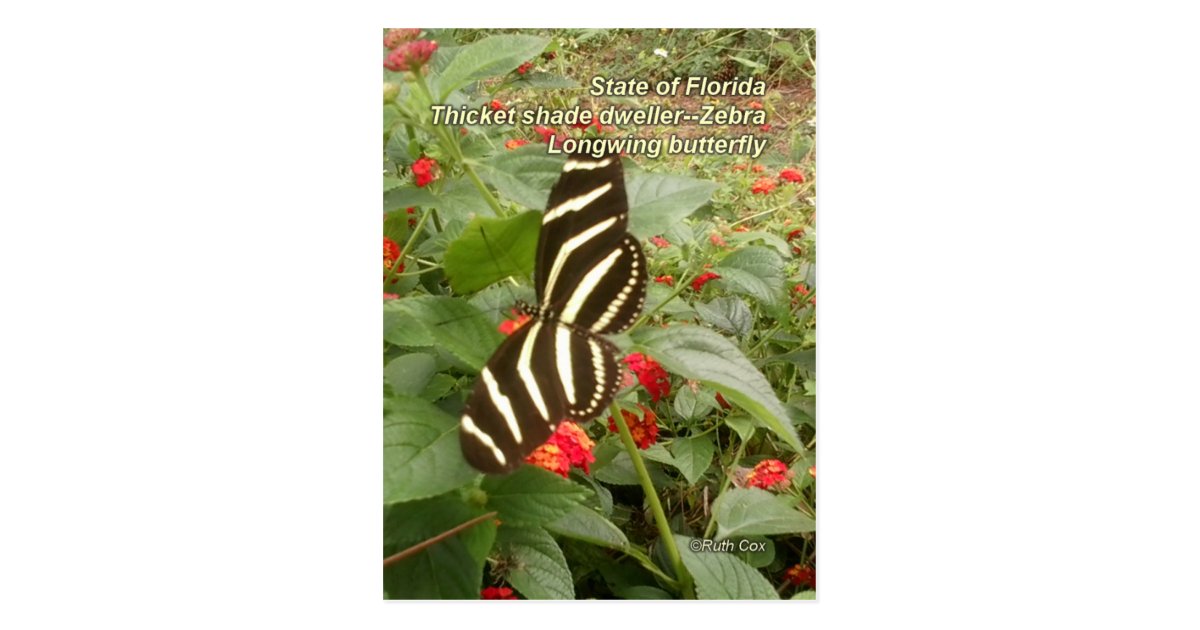 Florida Zebra Longwing Butterfly Postcard | Zazzle.com