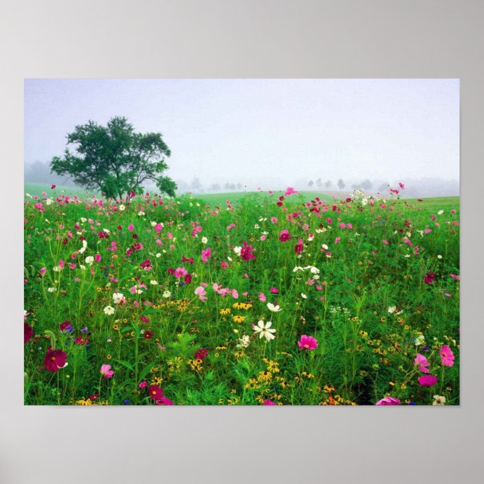 Flower Field of Kentucky Poster | Zazzle.com